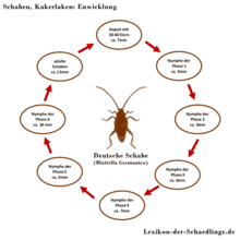 Deutsche Schabe – Lexikon der Schädlinge