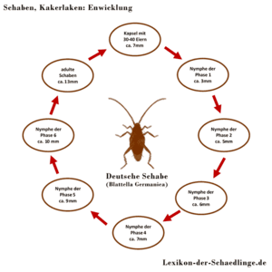 Deutsche Schabe – Lexikon der Schädlinge