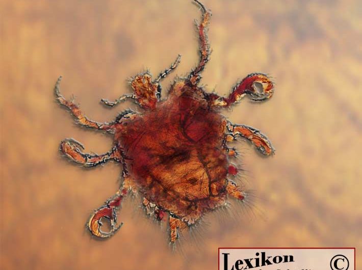 Blog – Lexikon der Schädlinge