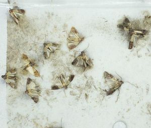 Mehlmotte (Ephestia kuehniella) – Lexikon der Schädlinge