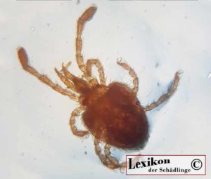 Milben allgemein – Lexikon der Schädlinge – Hühnermilben bekämpfen